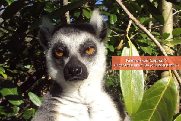 Impress Native Italians With 20+ Italian Expressions & Slang Words