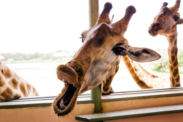 Animals In Spanish: 60 Animal Names You Need To Learn